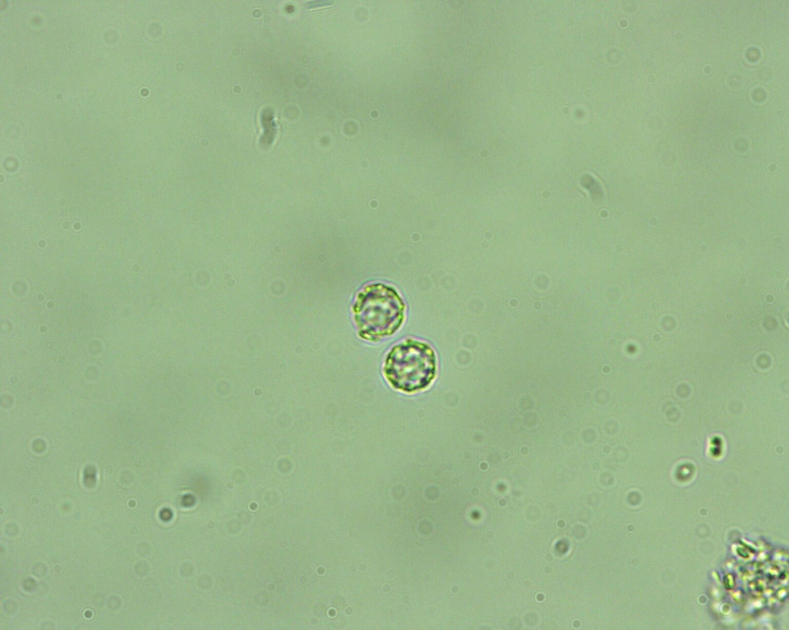 Kokolitoforide - Institut